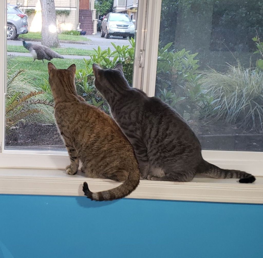 Caturday with Athena, Khonsu, and Athena drag chicken – windupmyskirt